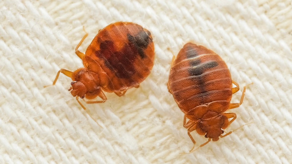 A guide to bedbug busting - Places for People