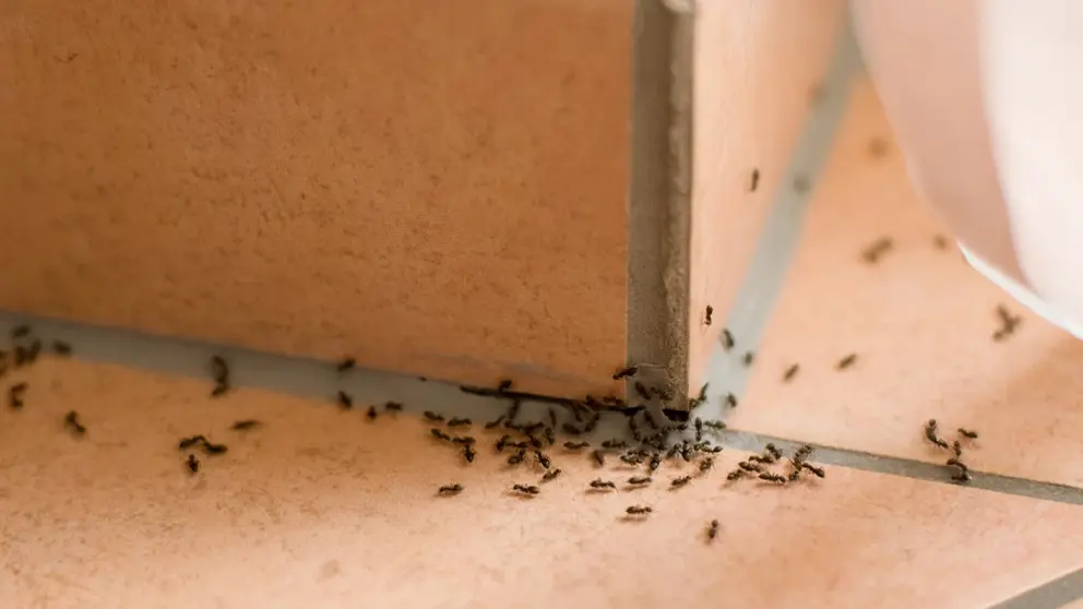 How to get rid of ants store